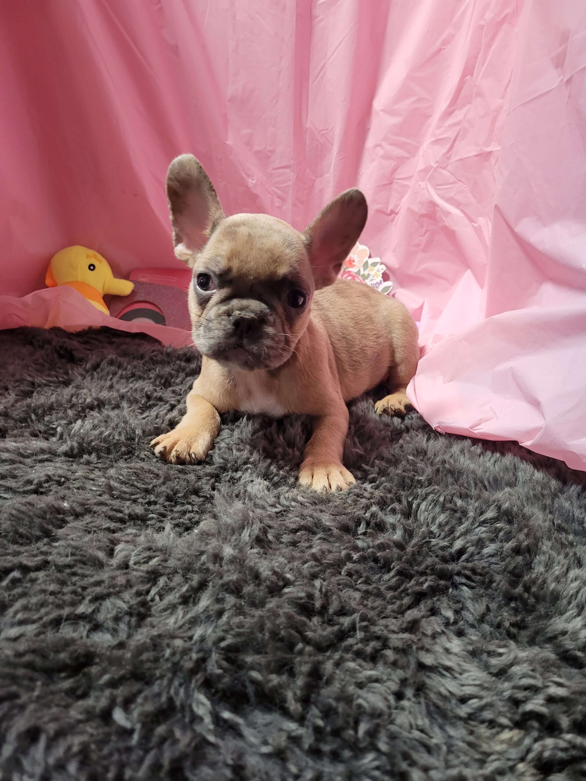 Darla's Darling Doggies | Dog Breeding