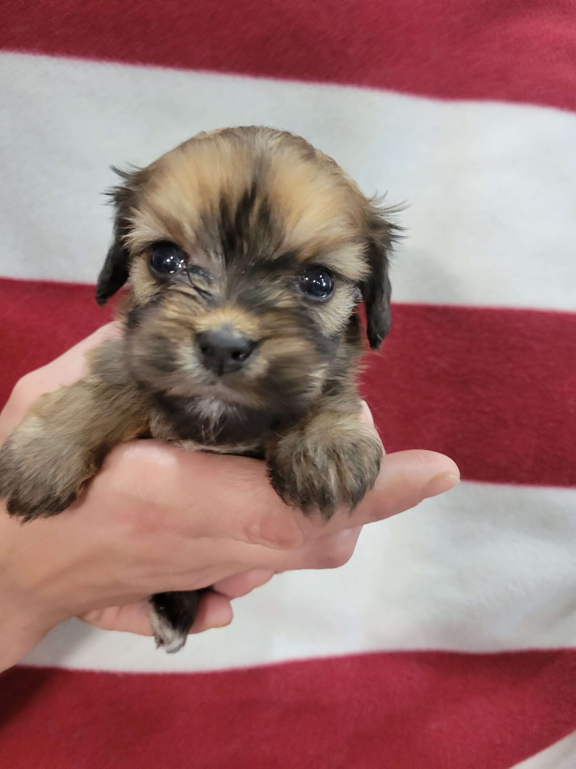 Darla's Darling Doggies | Dog Breeding